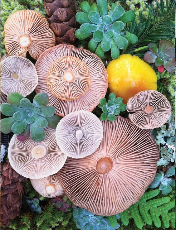 A mushy kinda love | studiomuse.co