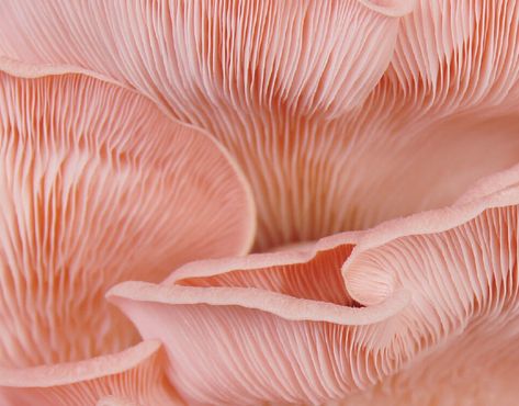 A mushy kinda love | studiomuse.co