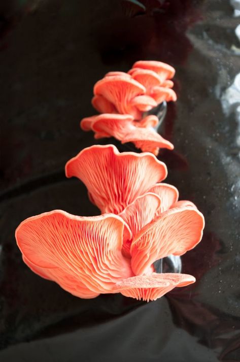 A mushy kinda love | studiomuse.co